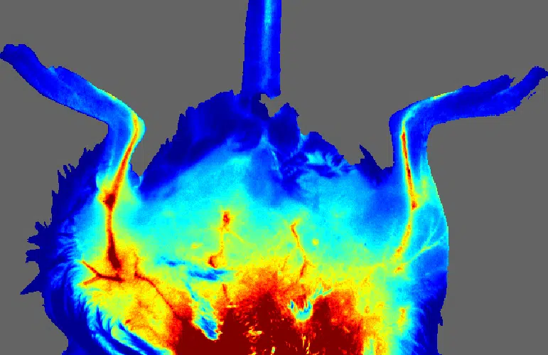 Laser Speckle Contrast Imager - moorFLPI-2 - Moor Instruments